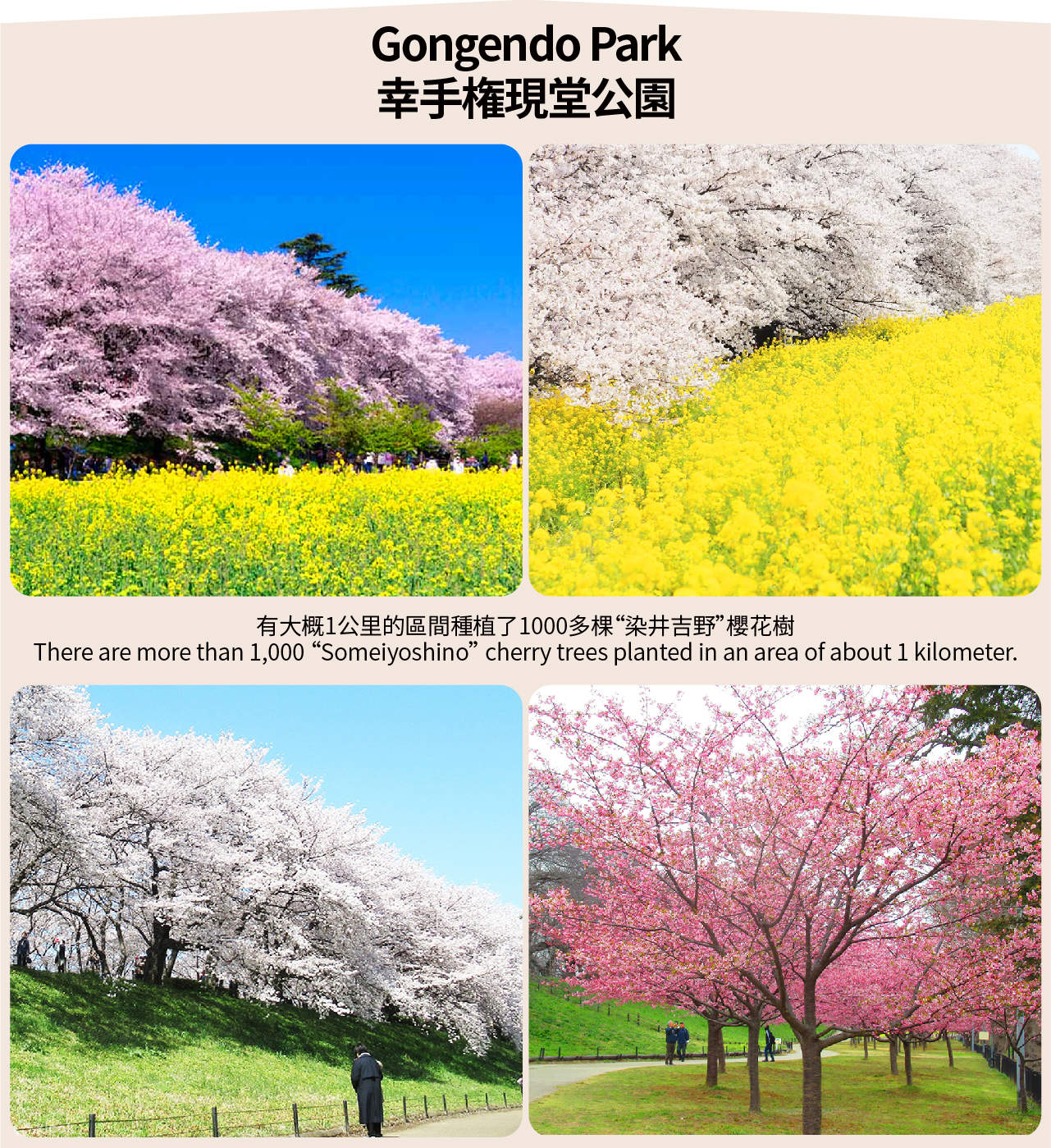 [Sakura Season Limited Kawagoe Cherry Blossom Viewing] Saketsu Gongendo ...